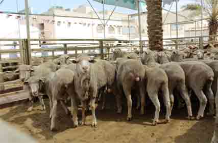 Livestock exporters proactive in Middle East - Seedstock Central