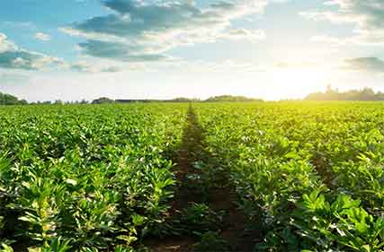 Study investigates how on-farm weather stations can help respond to ...