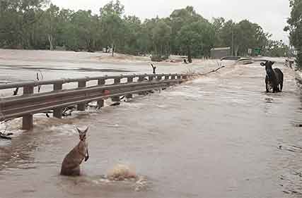 Year of the great deluge now followed by risk of serious bushfire ...