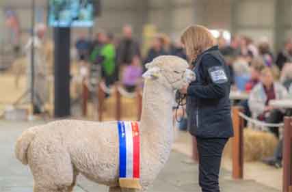 Australian Alpaca National Show returns to Bendigo with 200 fleeces on ...